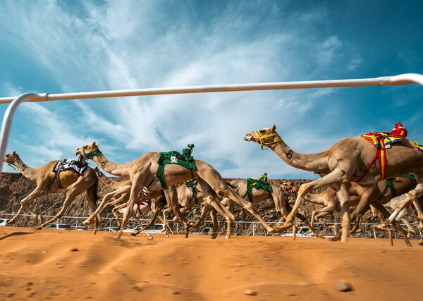 ALULA TO HOST INAUGURAL EDITIONS OF ARAB CUP FOR CAMEL RACING AND WORLD ...